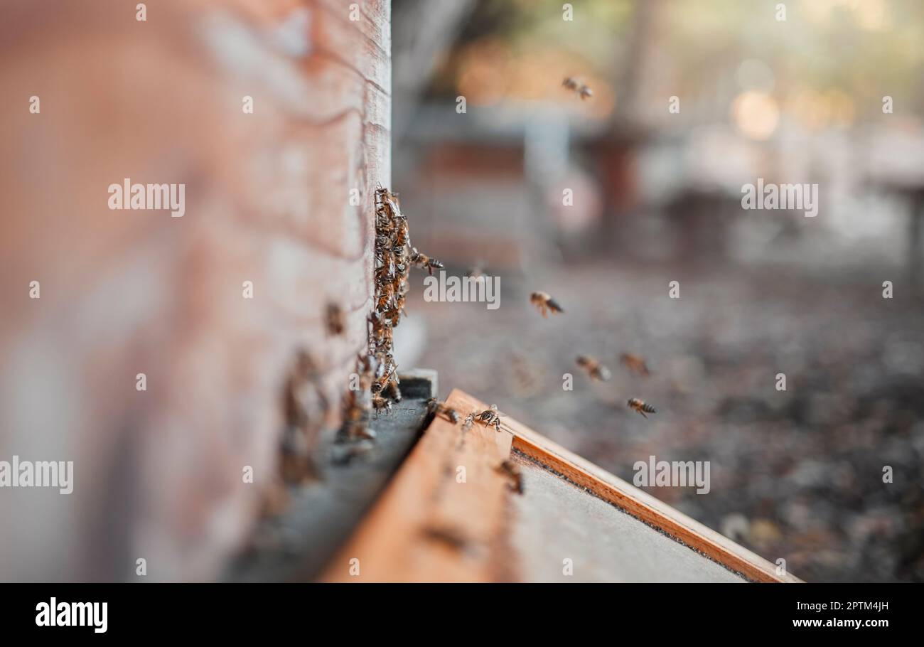Bees, honey farming and background of beehive frame, box and ...