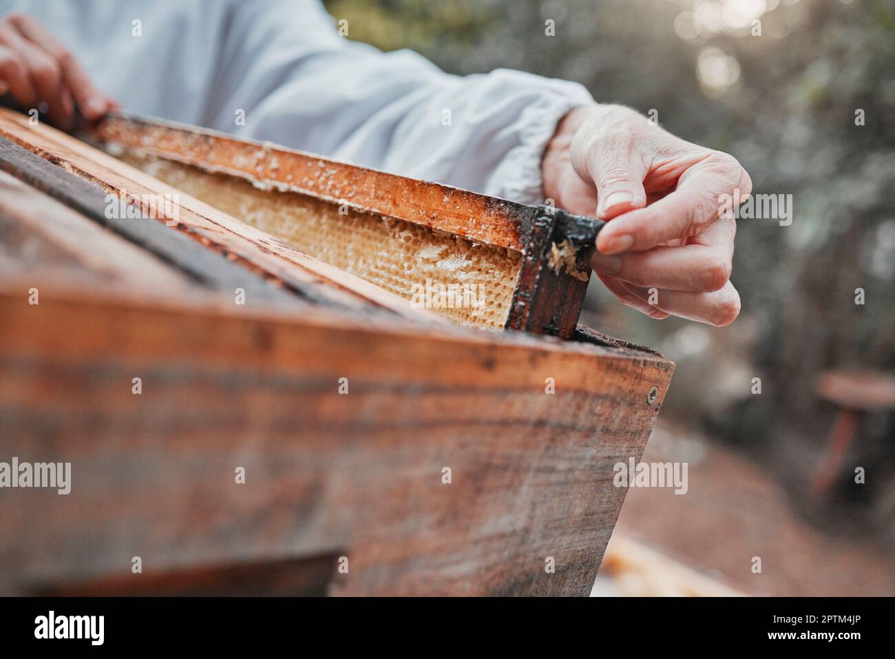 Frame of bees in hands of bee keeper hi-res stock photography and ...