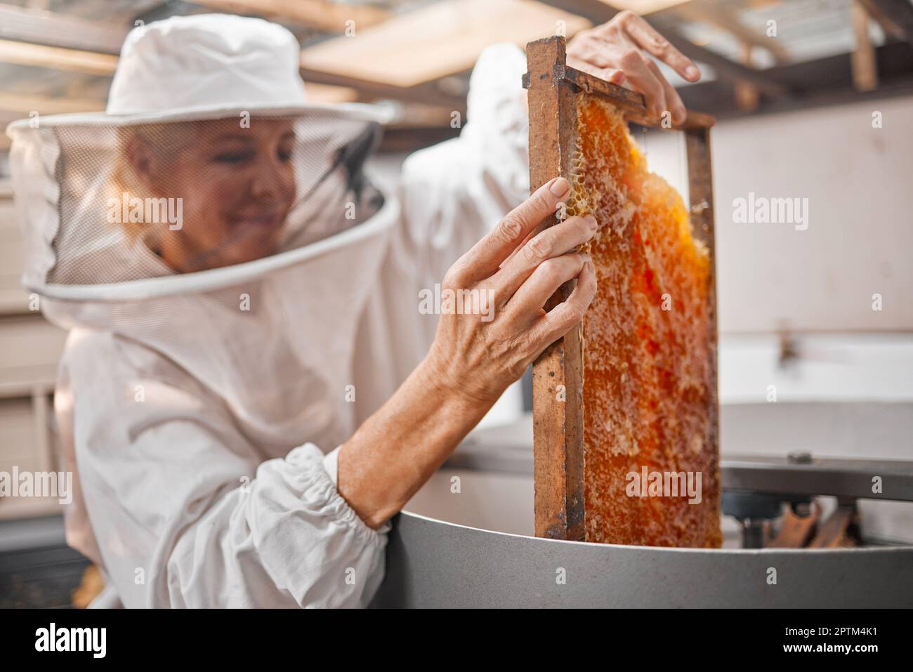 Woman beekeeper, honeycomb and beekeeping, sustainability in nature at ...