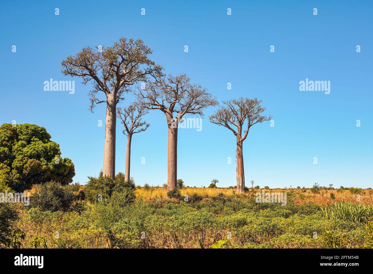 African savanna trees and grass hi-res stock photography and images - Alamy