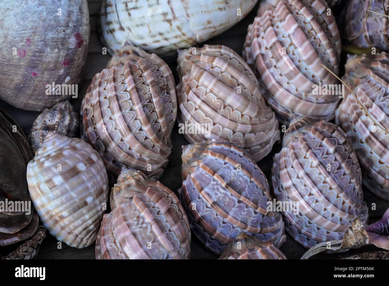 Various natural sea shells on display at street souvenir market Stock ...