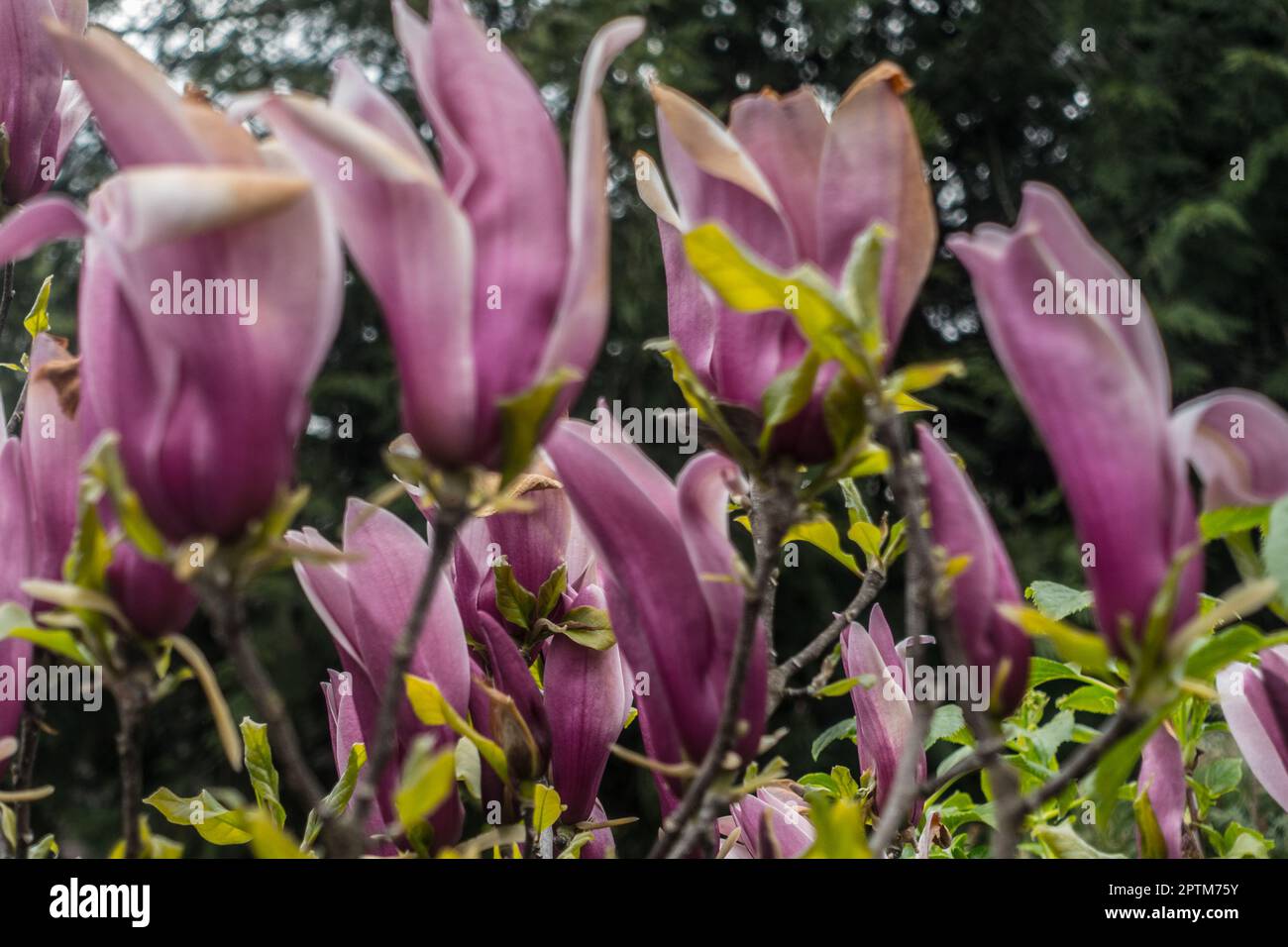 Garden in dijon hi-res stock photography and images - Alamy