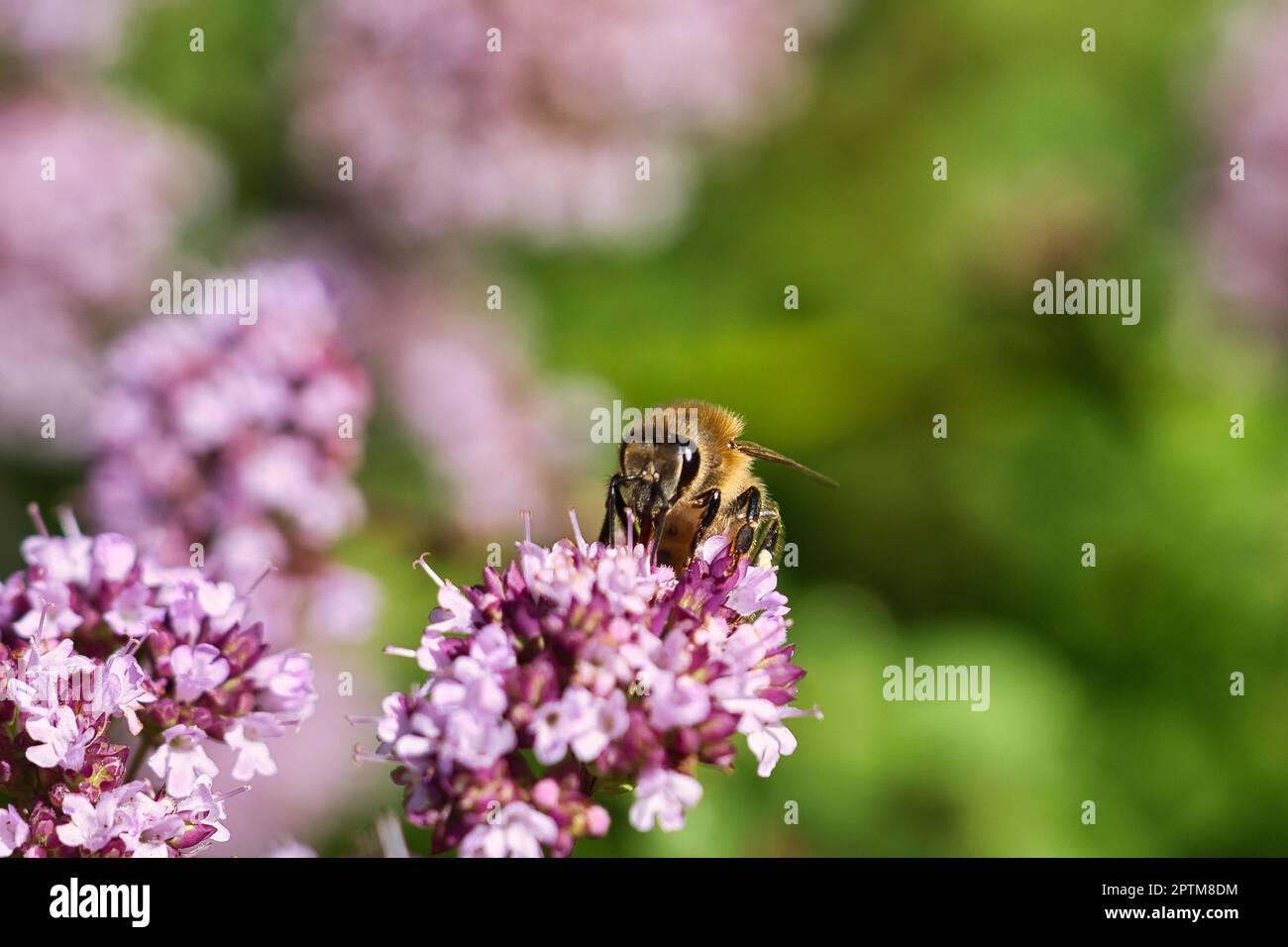 Honey bee collecting nectar on a flower of the flower butterfly bush ...