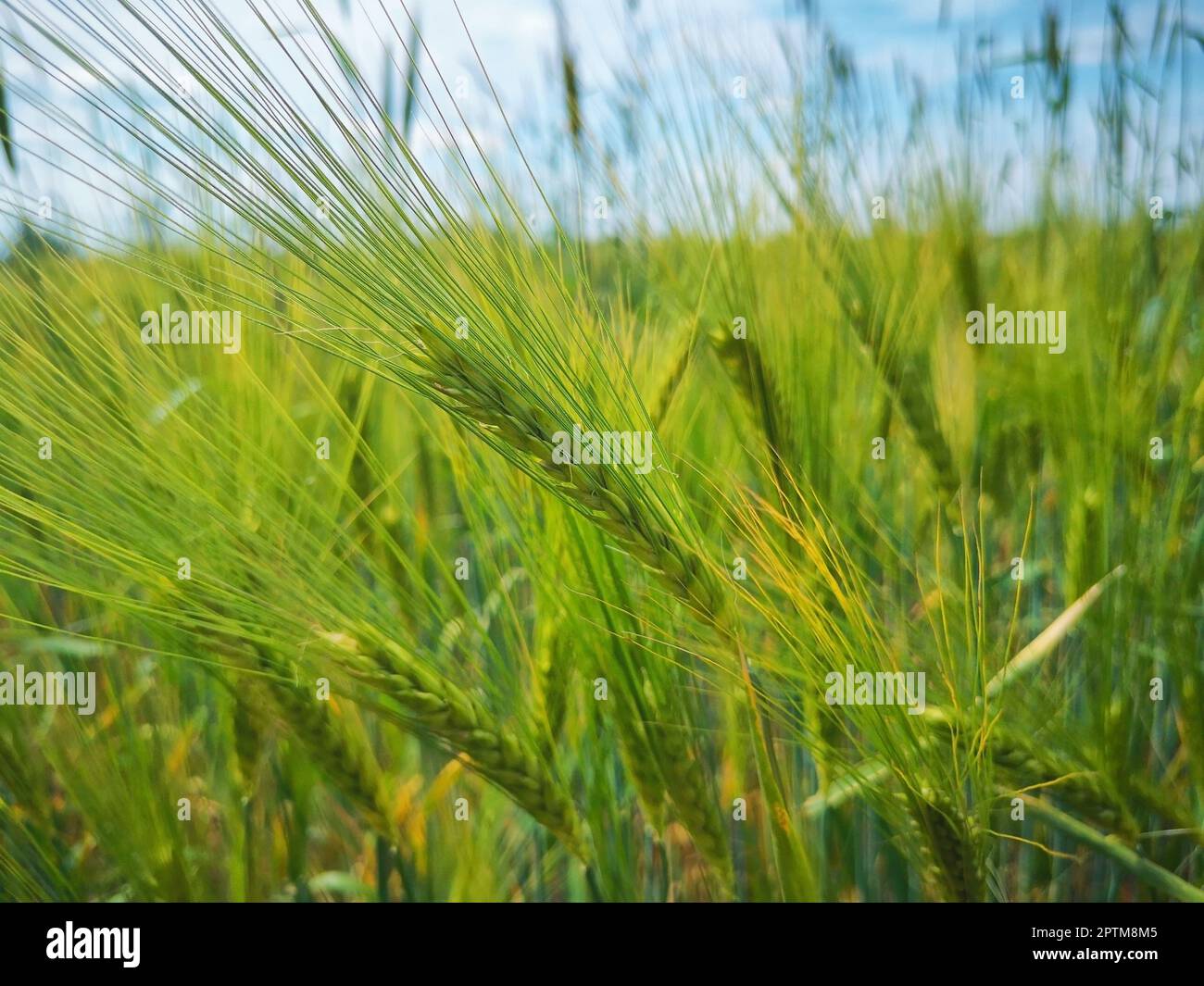 Land getreide hi-res stock photography and images - Alamy