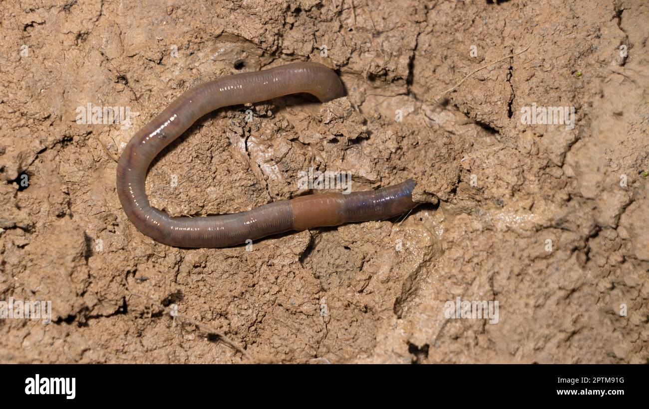 Earthworm underground hi-res stock photography and images - Alamy