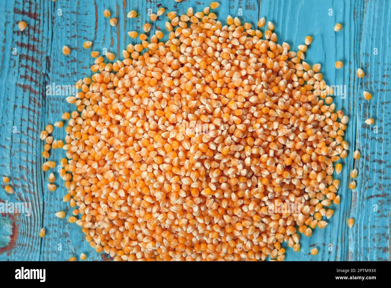Corn seeds. Pile of raw corn grains closeup on blue wood rustic table ...