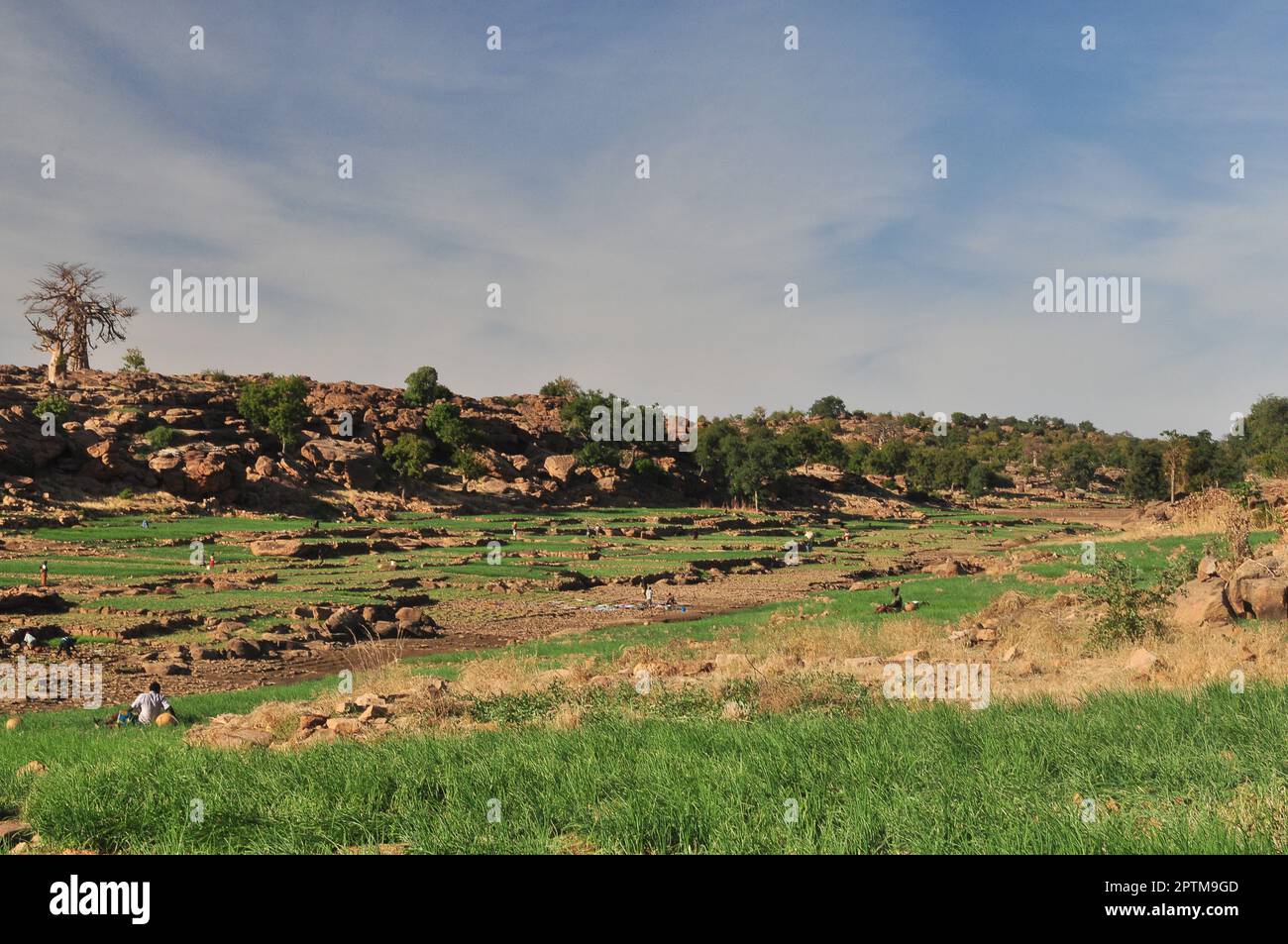 Nicolas Remene / Le Pictorium - Ende Bandiagara region Dogon Country ...