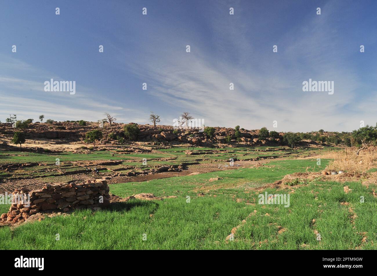 Nicolas Remene / Le Pictorium - Ende Bandiagara region Dogon Country ...