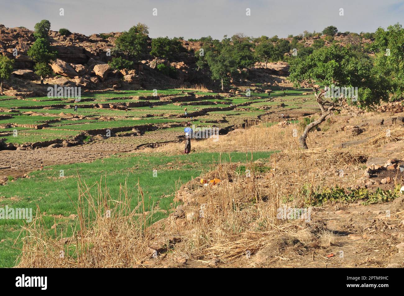 Nicolas Remene / Le Pictorium - Ende Bandiagara region Dogon Country ...