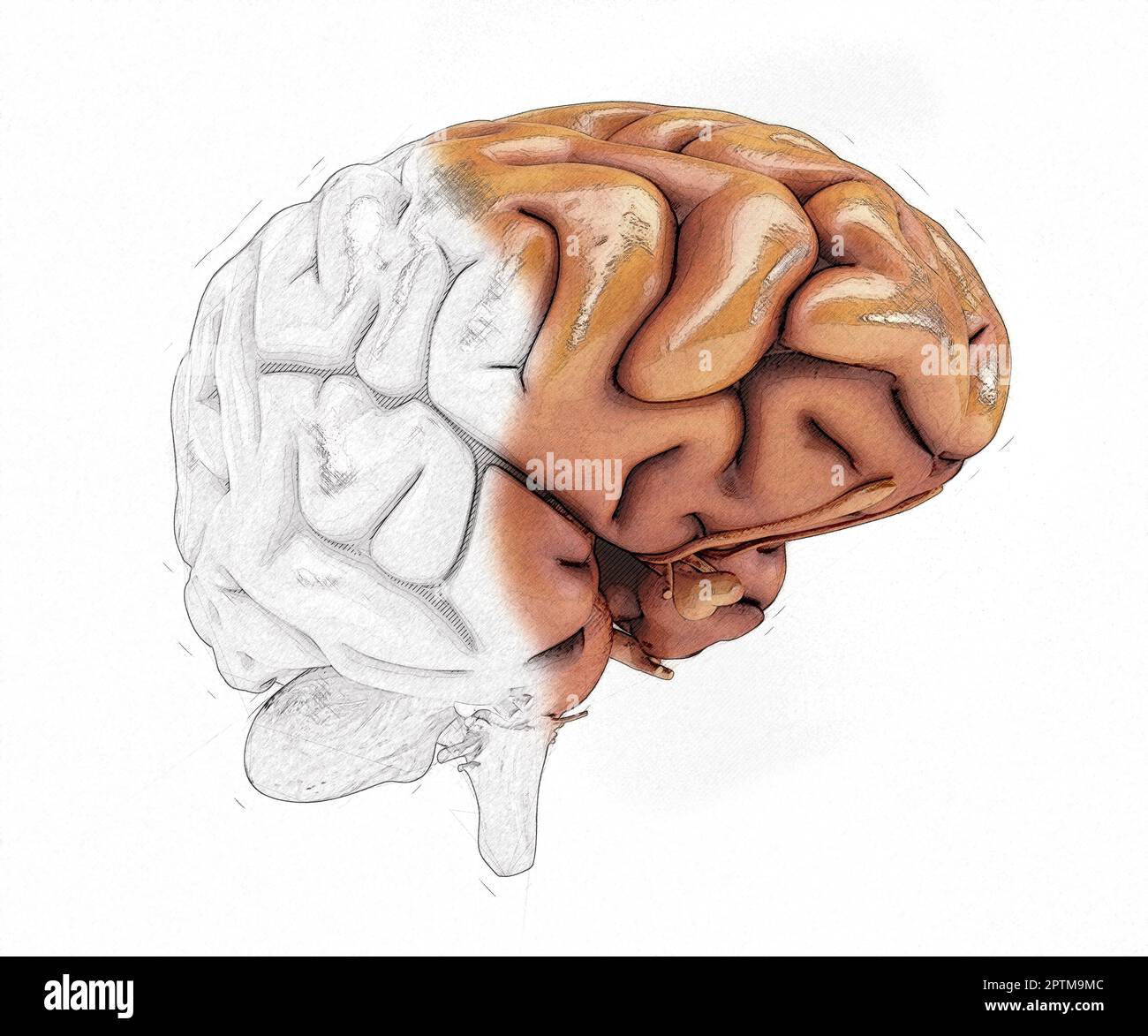 Half human brain hi-res stock photography and images - Alamy