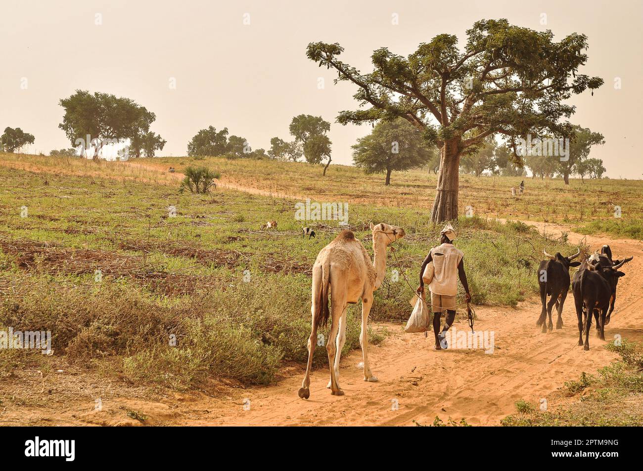 Dogon man hi-res stock photography and images - Alamy