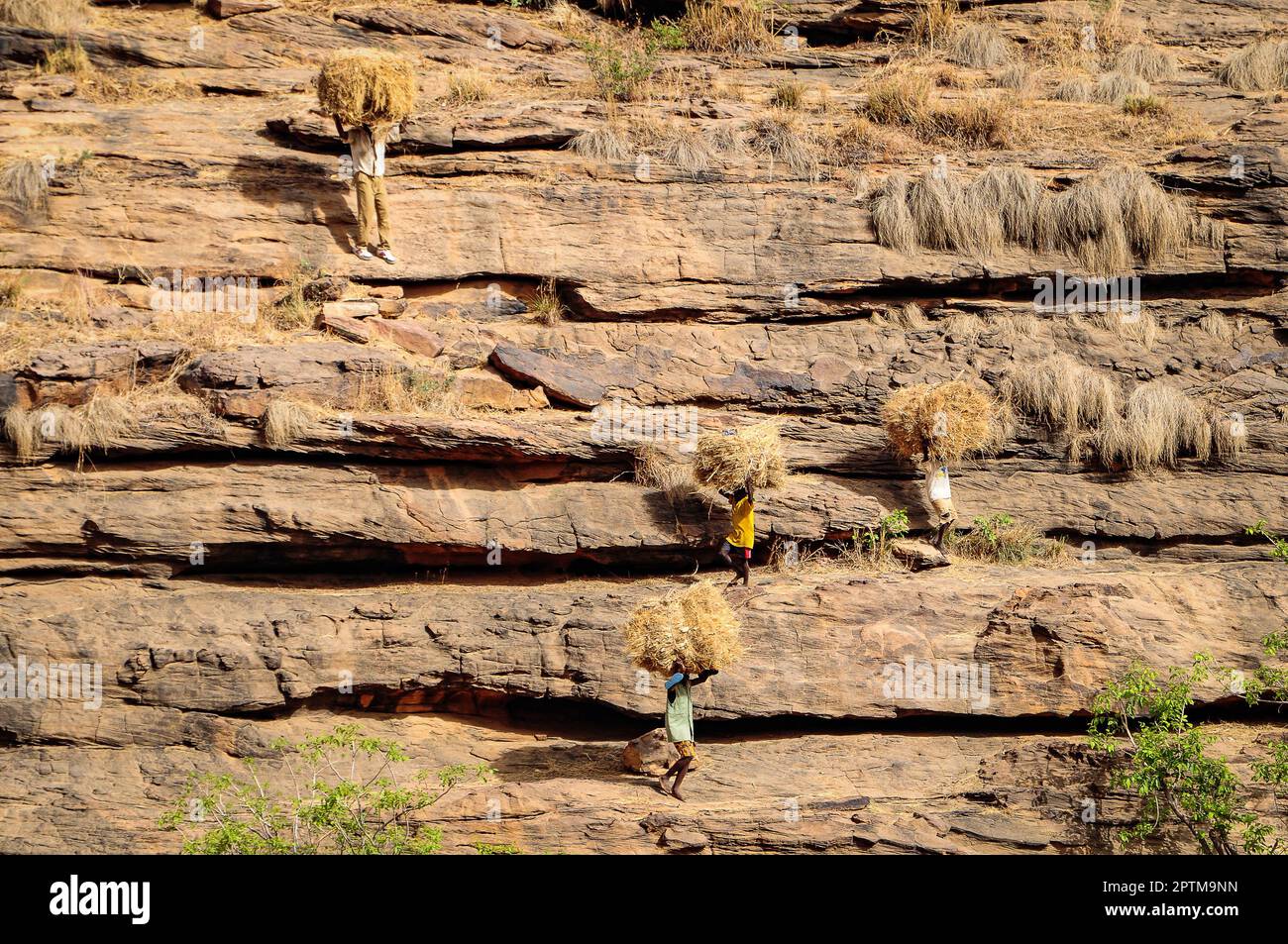 Nicolas Remene / Le Pictorium - Ende Bandiagara region Dogon Country ...