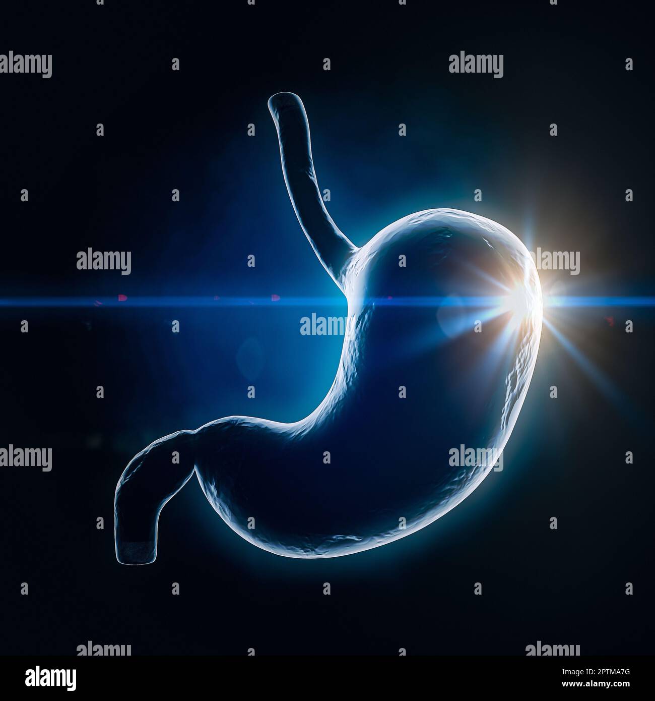 Human Stomach Anatomy Internal Organ X-Ray View on a black background ...