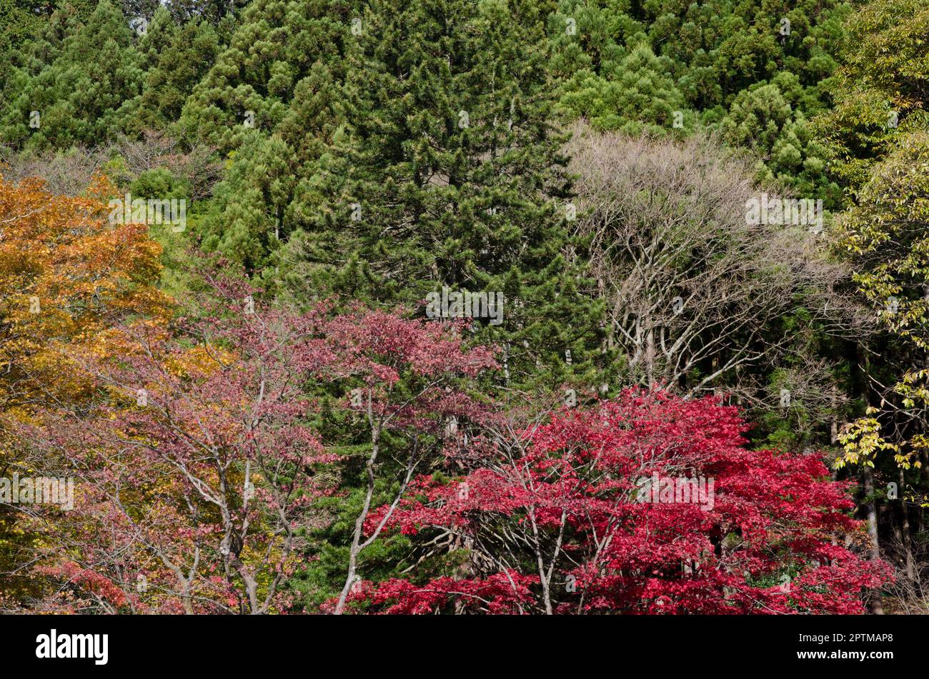 Broadleaf forests japan hi-res stock photography and images - Alamy