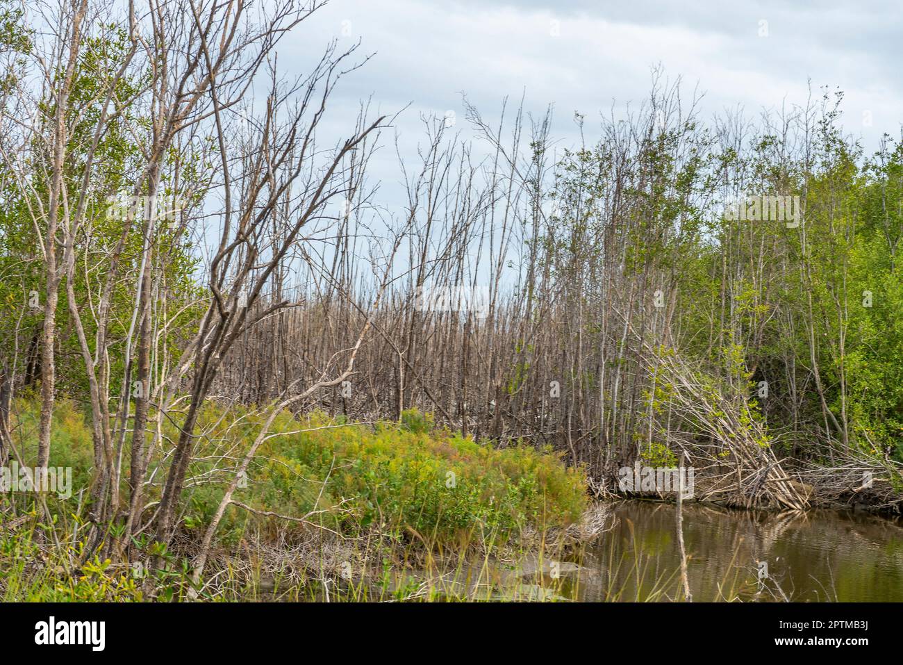Mangrove forest and tree landscape background Stock Photo - Alamy