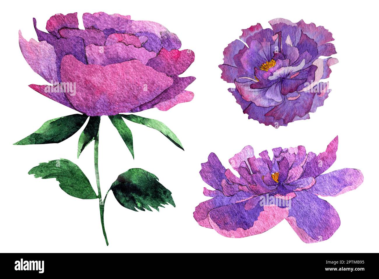 watercolor pion illusration isolated.Peony flower painted in watercolor ...