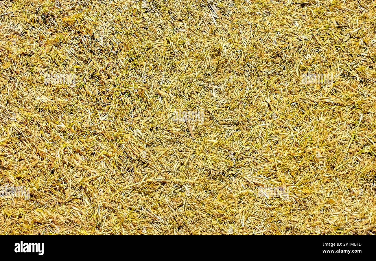 Dried yellow lawn soil texture pattern in Tulum Quintana Roo Mexico ...