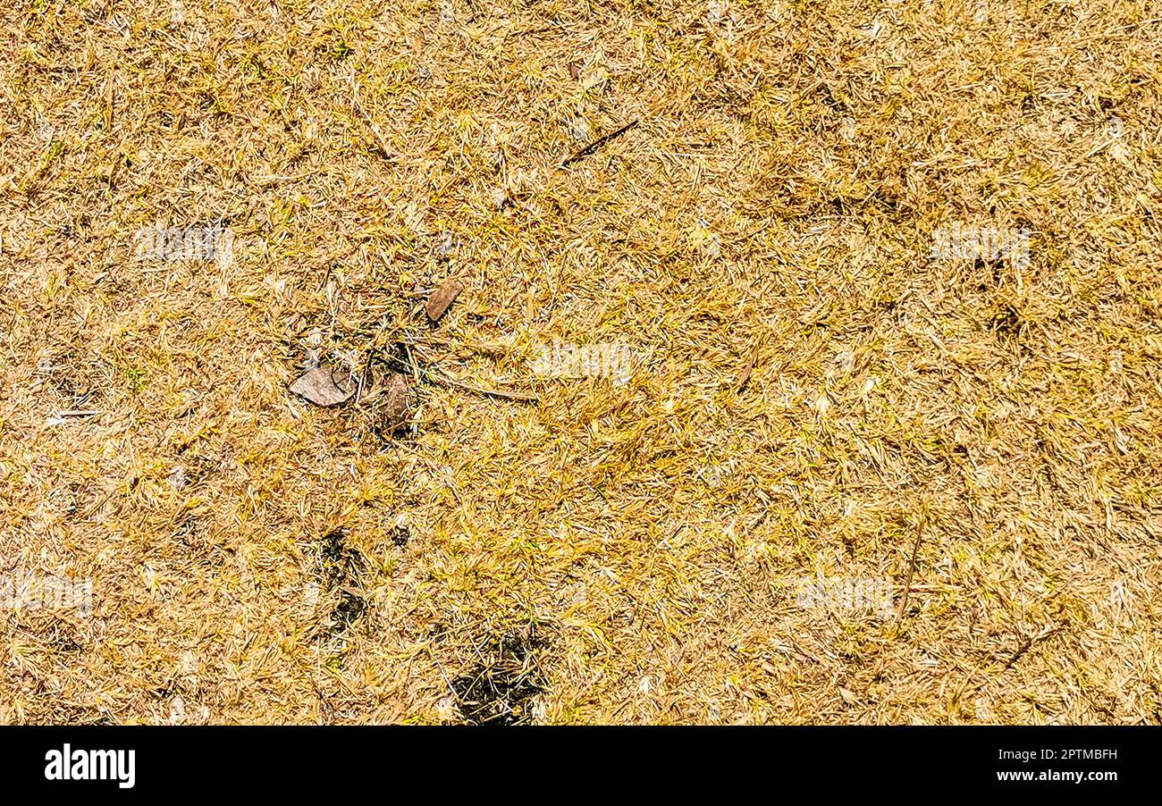 Dried yellow lawn soil texture pattern in Tulum Quintana Roo Mexico ...