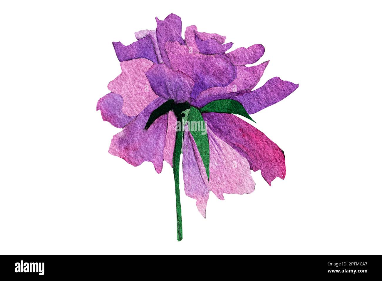 watercolor pion illusration isolated.Peony flower painted in watercolor ...