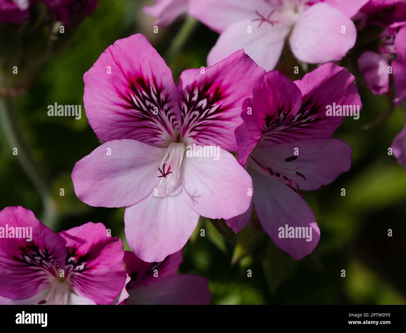 the beautiful pink white blossoms in the summer time Stock Photo - Alamy