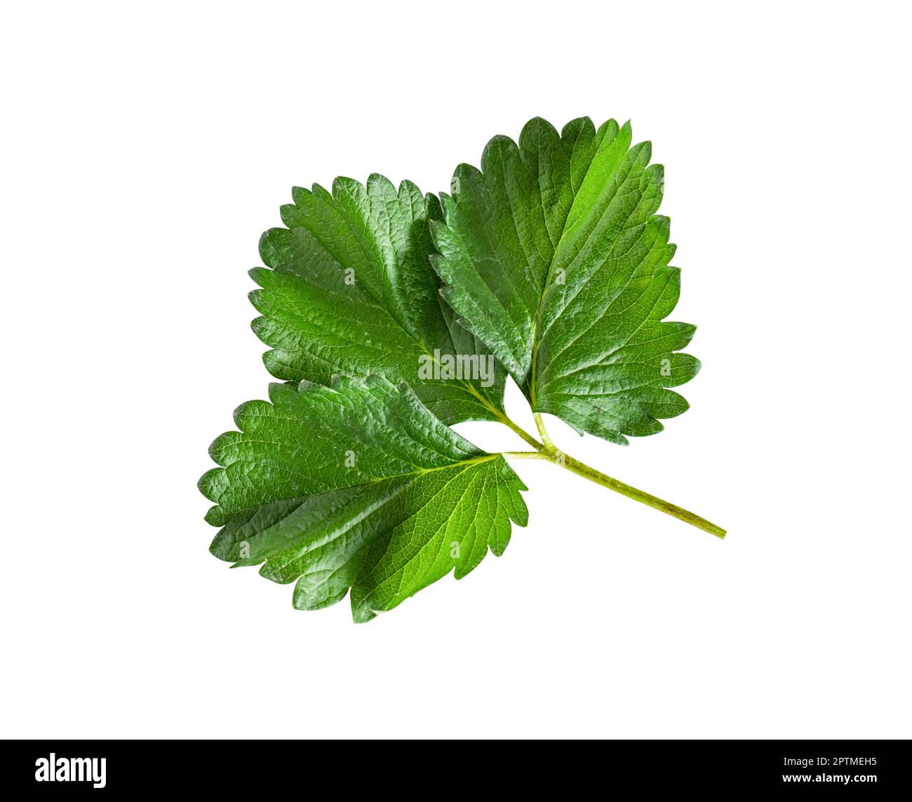 Strawberry leaves isolated on white background, Include clipping path ...