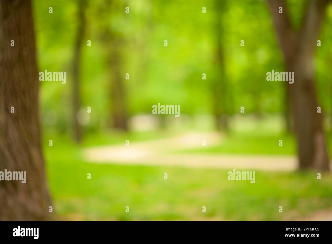 Walkway between trees hi-res stock photography and images - Alamy