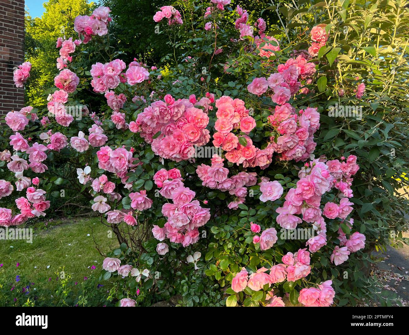 Beautiful rose bush with pink flowers outdoors Stock Photo - Alamy