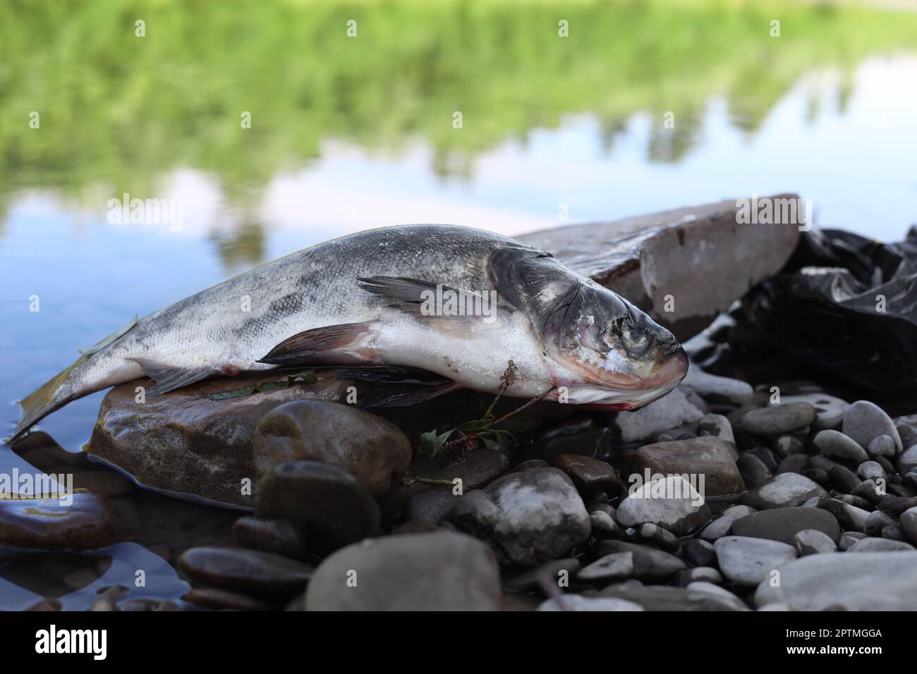Dead fish on stone near river. Environmental pollution concept Stock ...