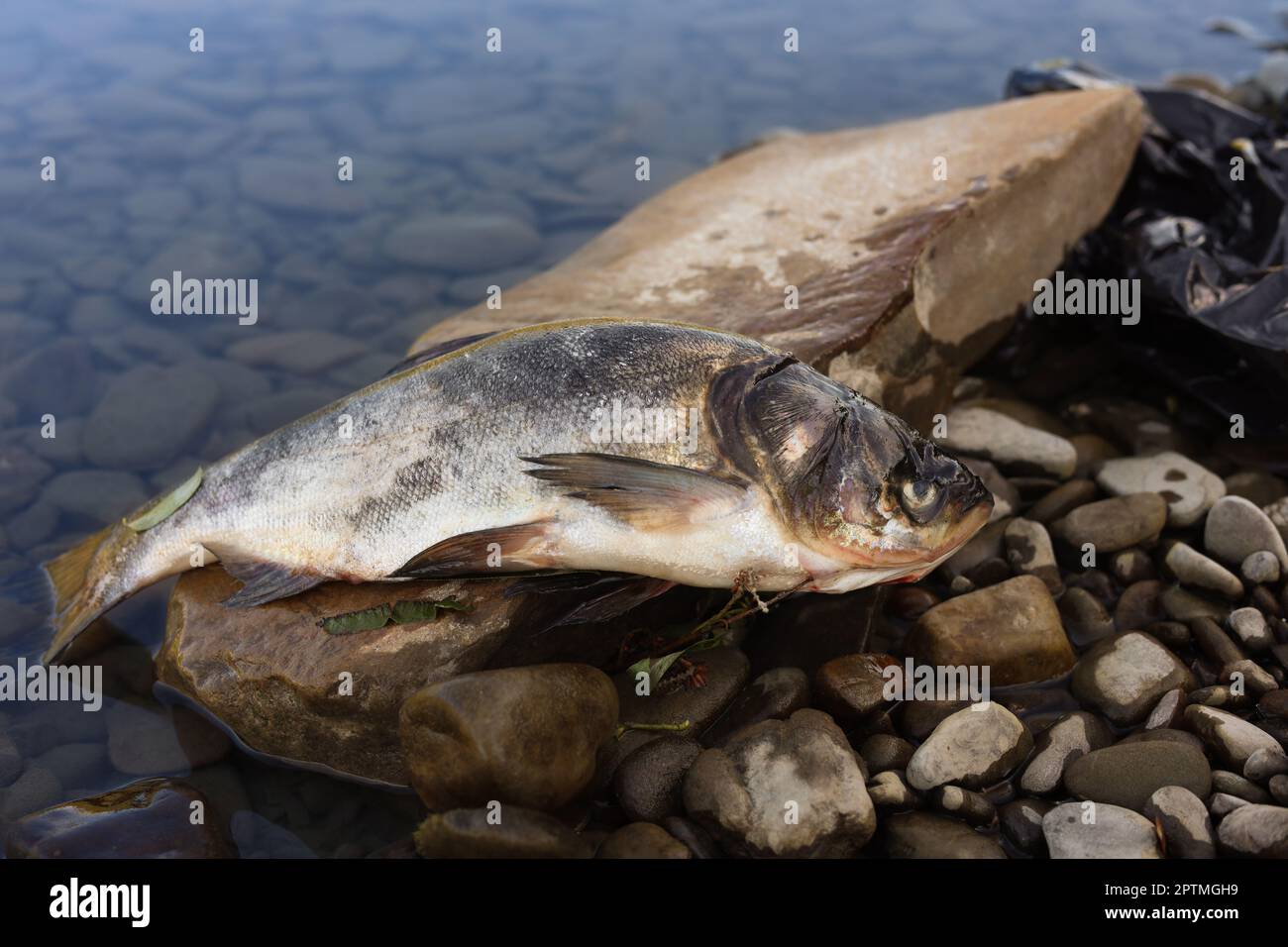 Dead fish on stone near river. Environmental pollution concept Stock ...