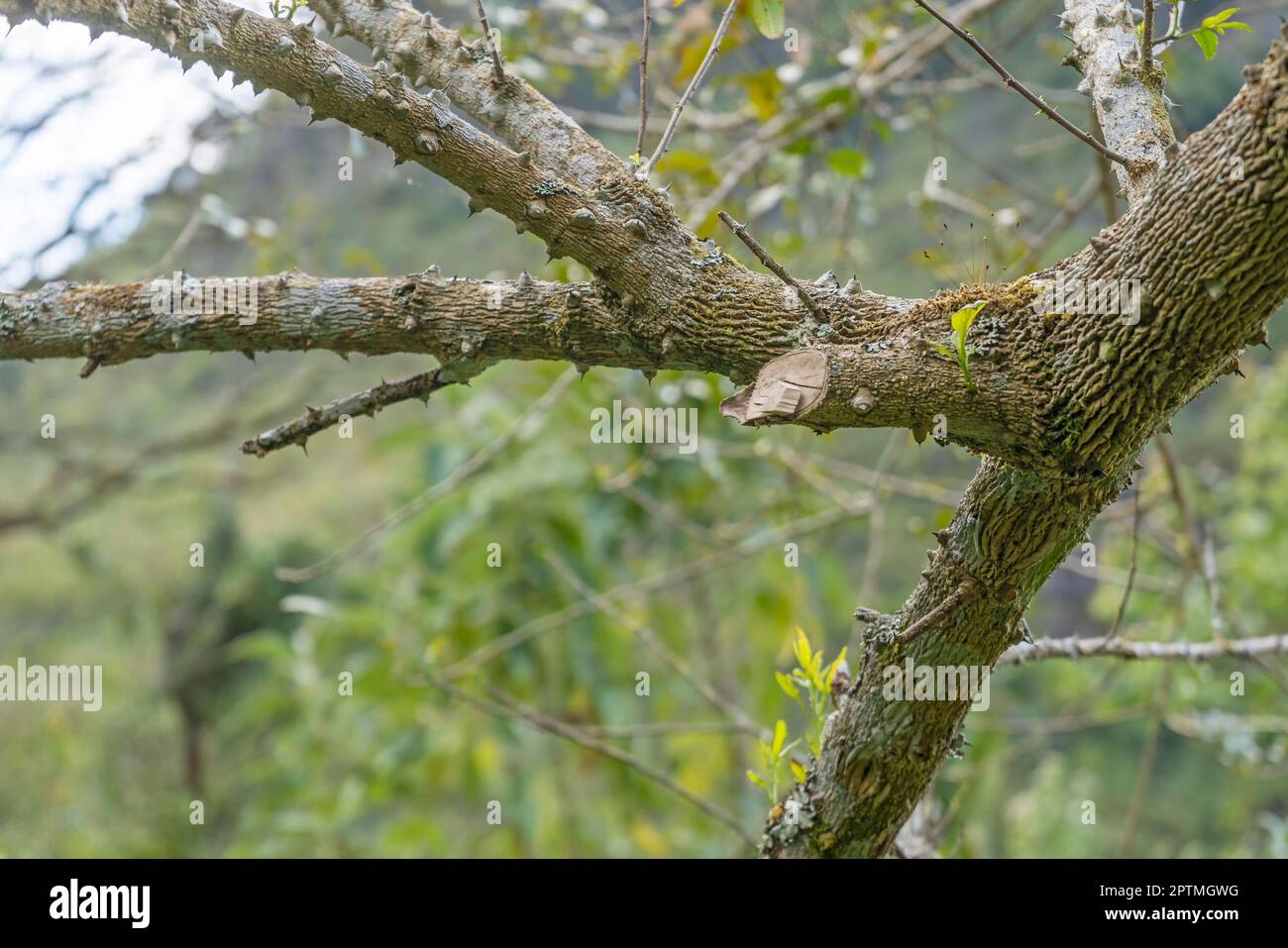 Tree branch green in the jungle nature Stock Photo - Alamy