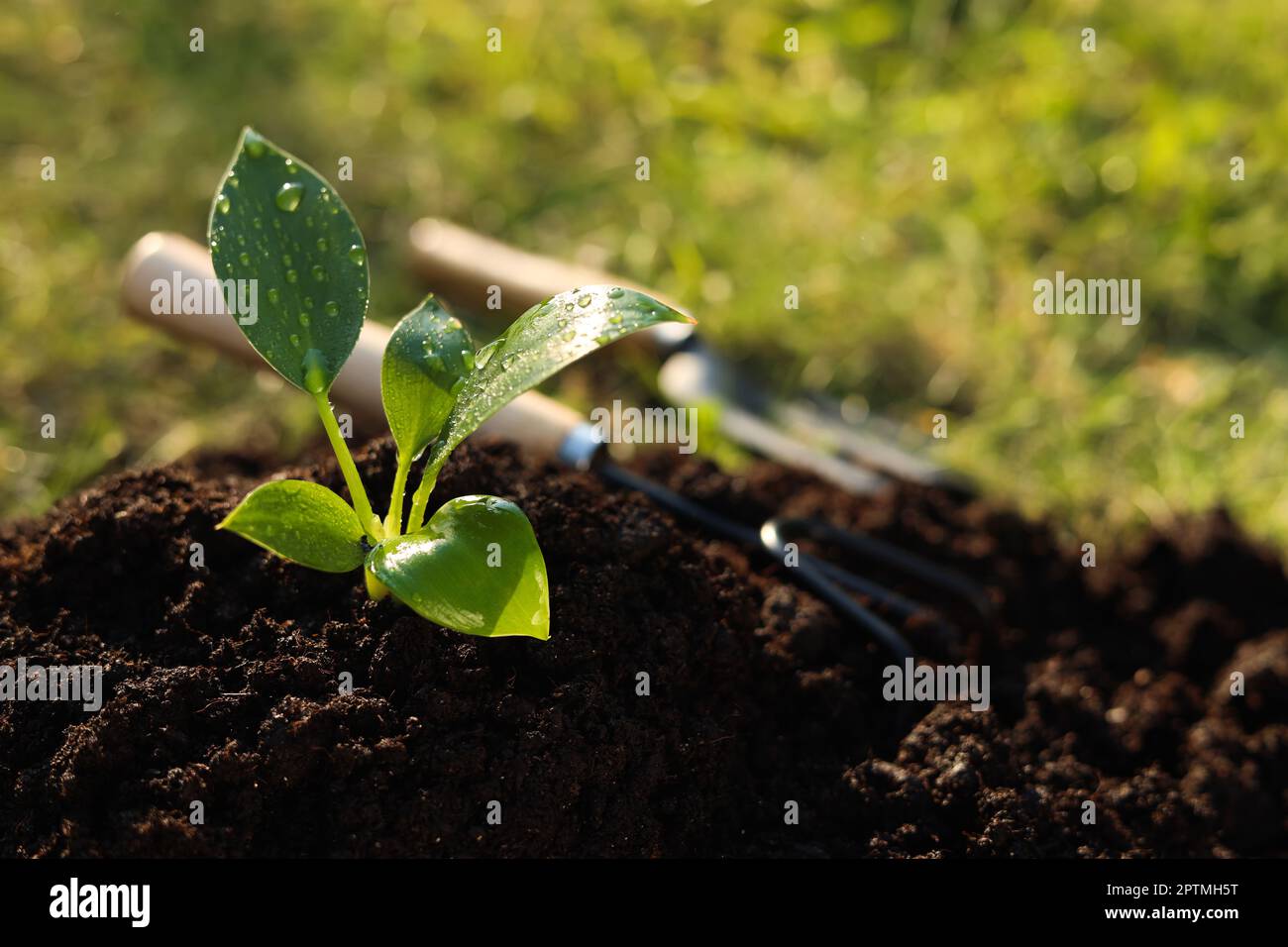 Young tree seedling growing in fertile soil outdoors, space for text Stock Photo - Alamy