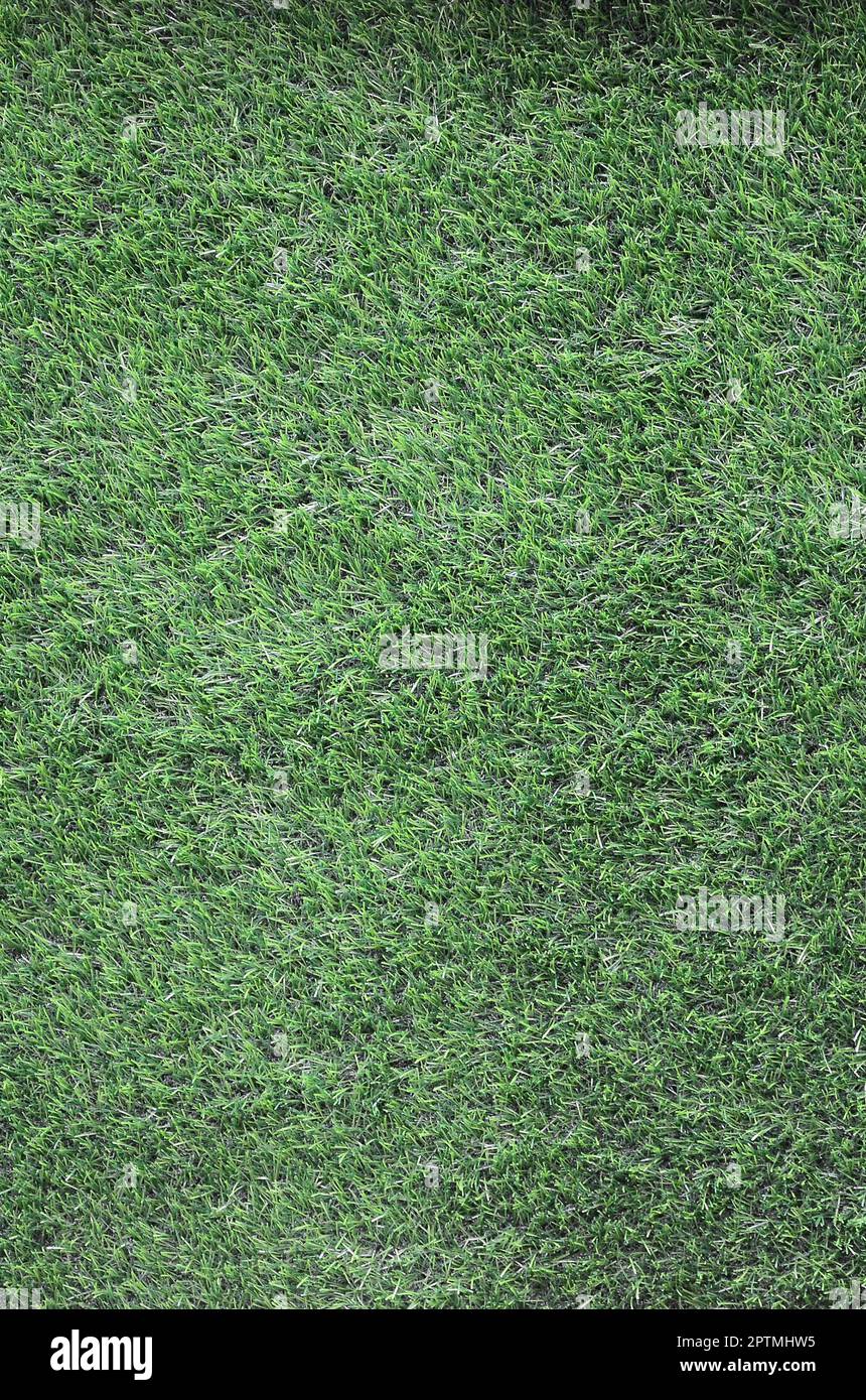 Green grass background, green lawn pattern textured background. Dark ...