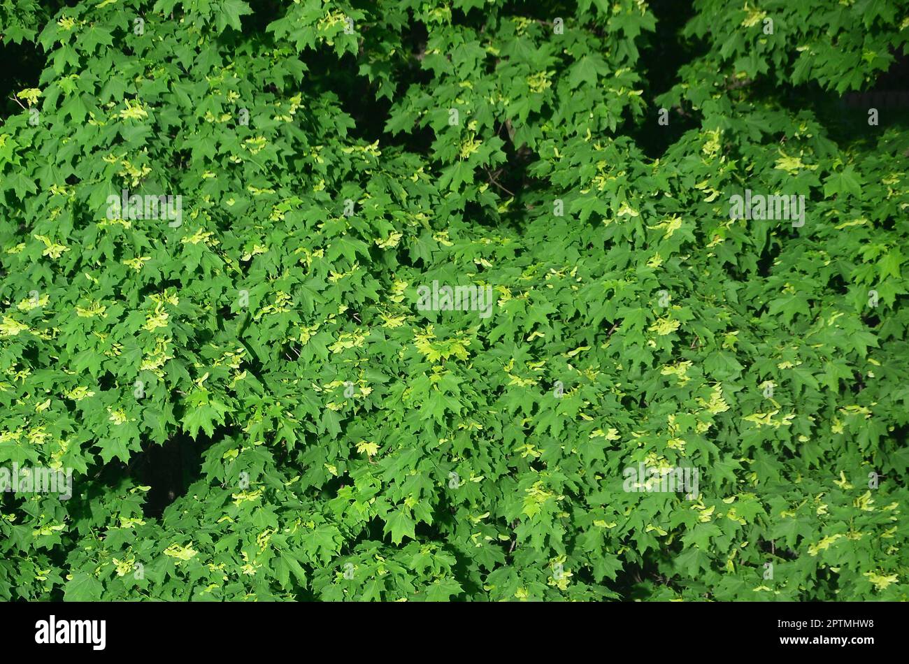 Close up view green trees hi-res stock photography and images - Alamy