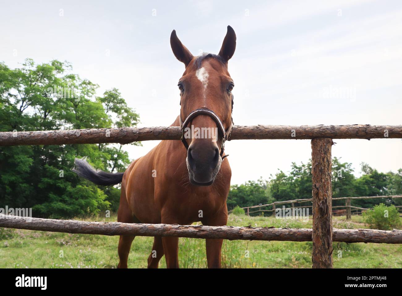 Beautiful horse in paddock near fence outdoors Stock Photo - Alamy