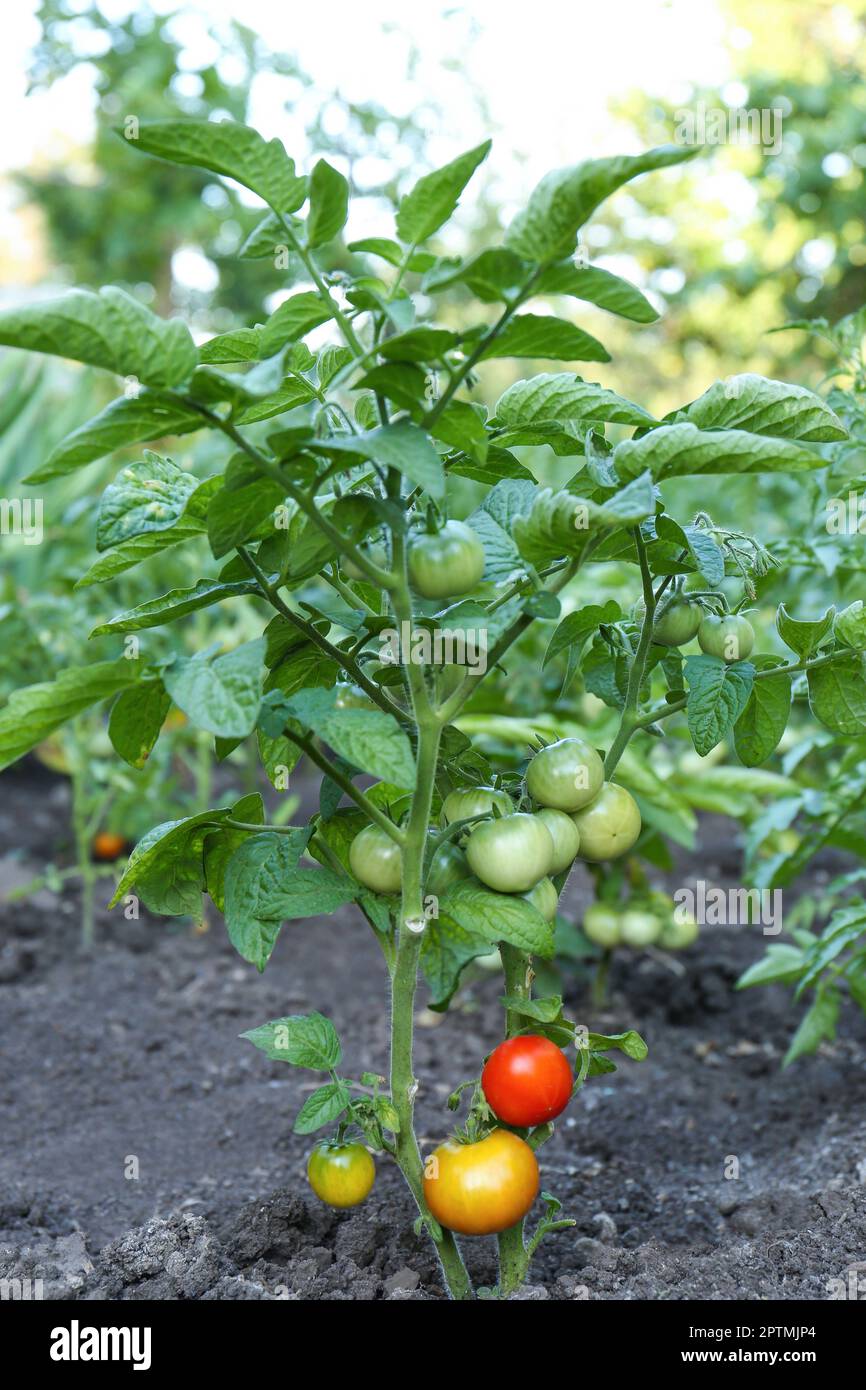Fresh young tomato plant growing in ground outdoors. Gardening season ...