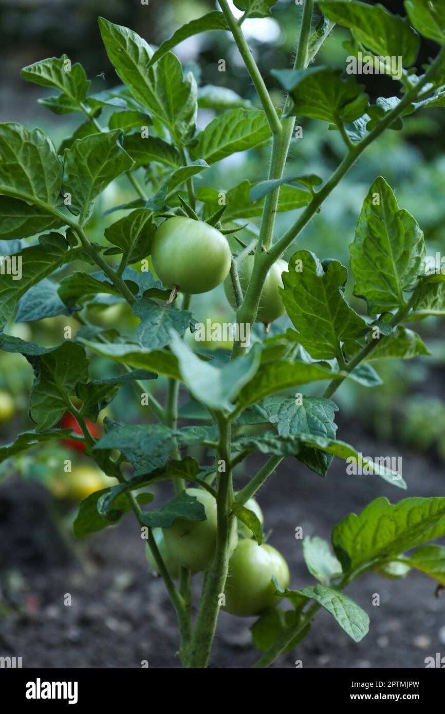 Fresh young tomato plant growing in ground outdoors. Gardening season ...