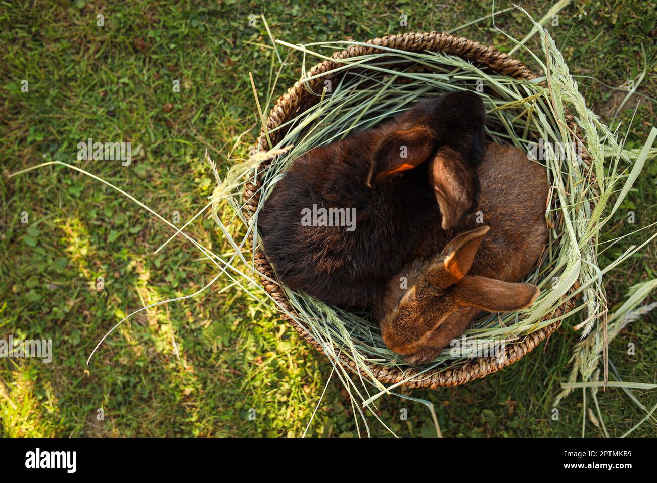 Cute fluffy rabbits in wicker bowl with dry grass outdoors, top view ...