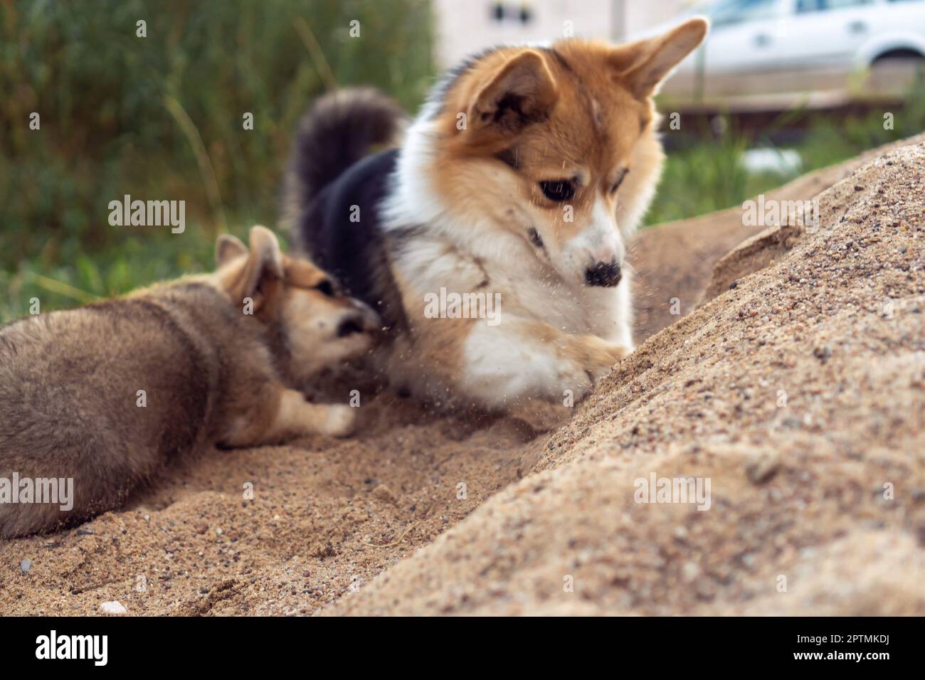 Puppy dig hole hi-res stock photography and images - Alamy