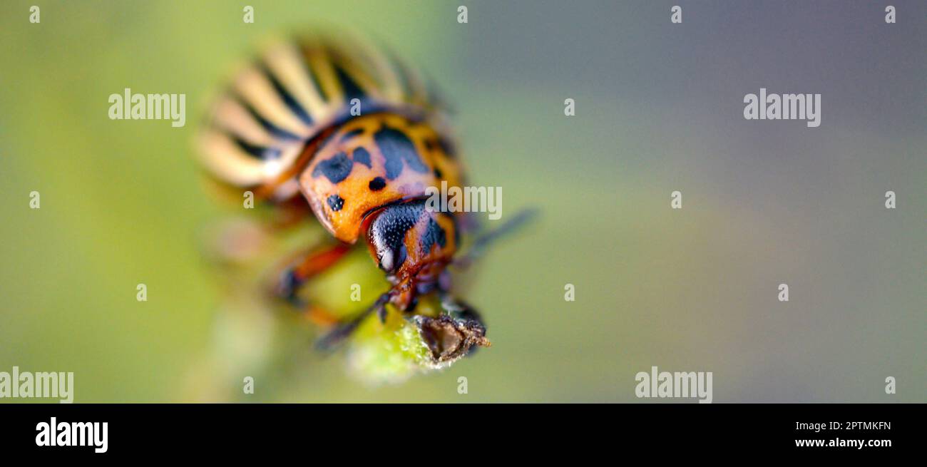 Colorado potato beetle crawling on potato leaves. Ten-striped spearman ...