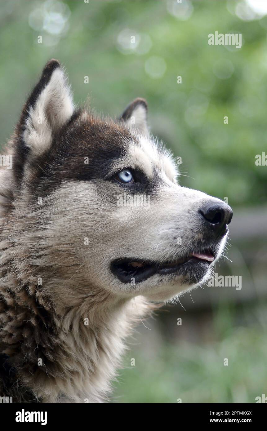 Alaskan Malamute with blue eyes. The Arctic Malamute is a wonderful ...