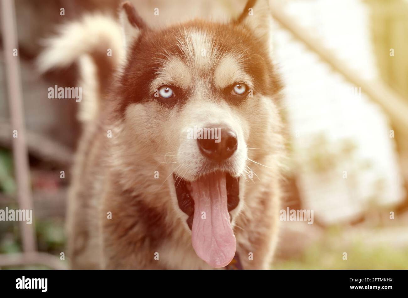 Husky dog yawning at the sun rays. Sleepy dog funny yawns with wide ...