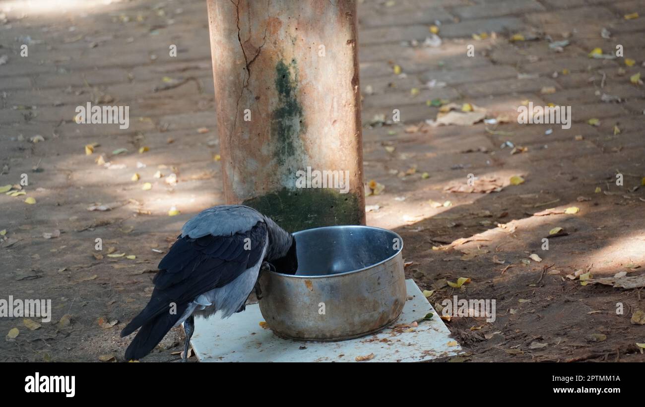 Hooded crow is one of the most intelligent birds, learning to use ...