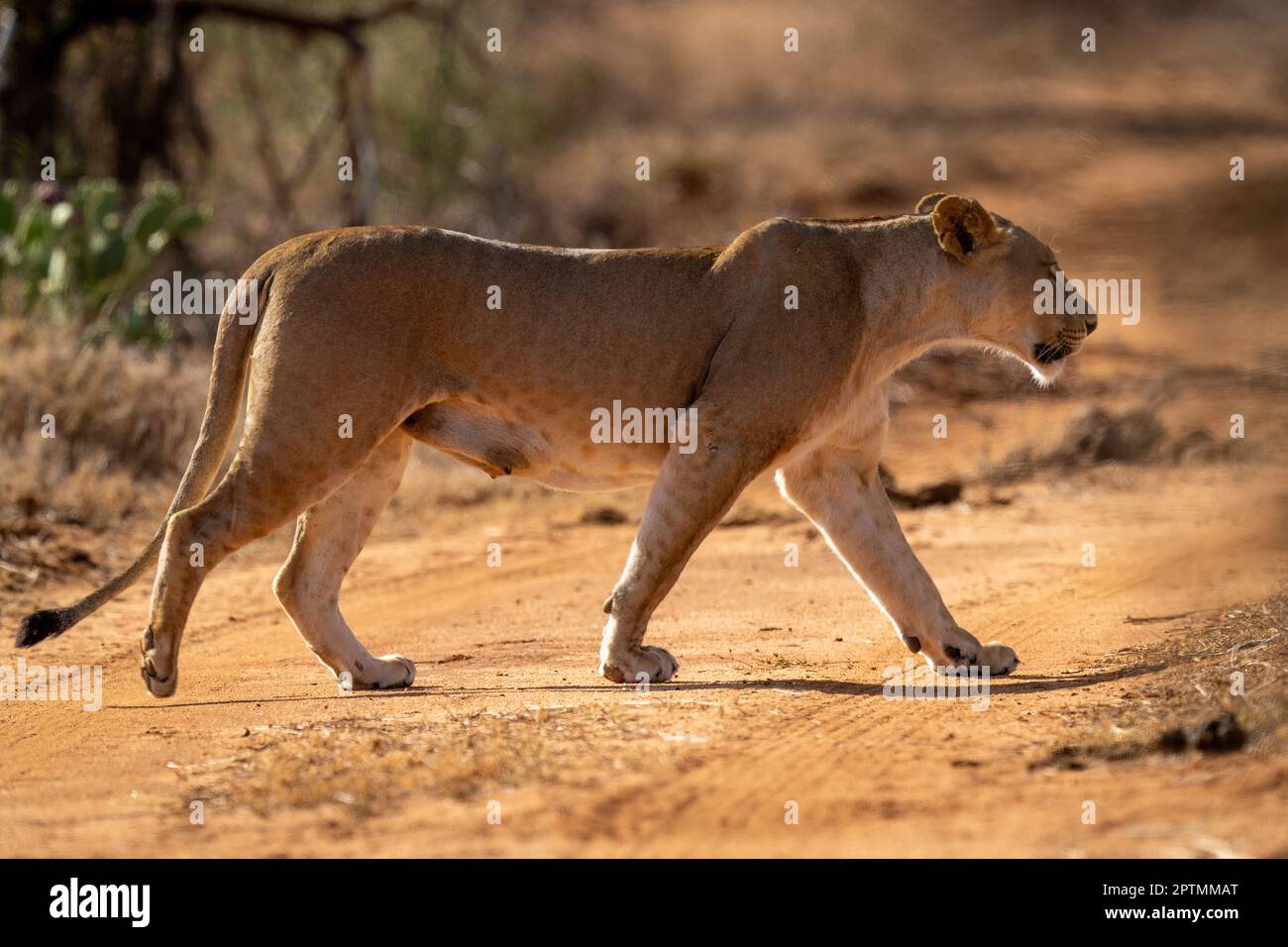Lifting dirt hi-res stock photography and images - Alamy