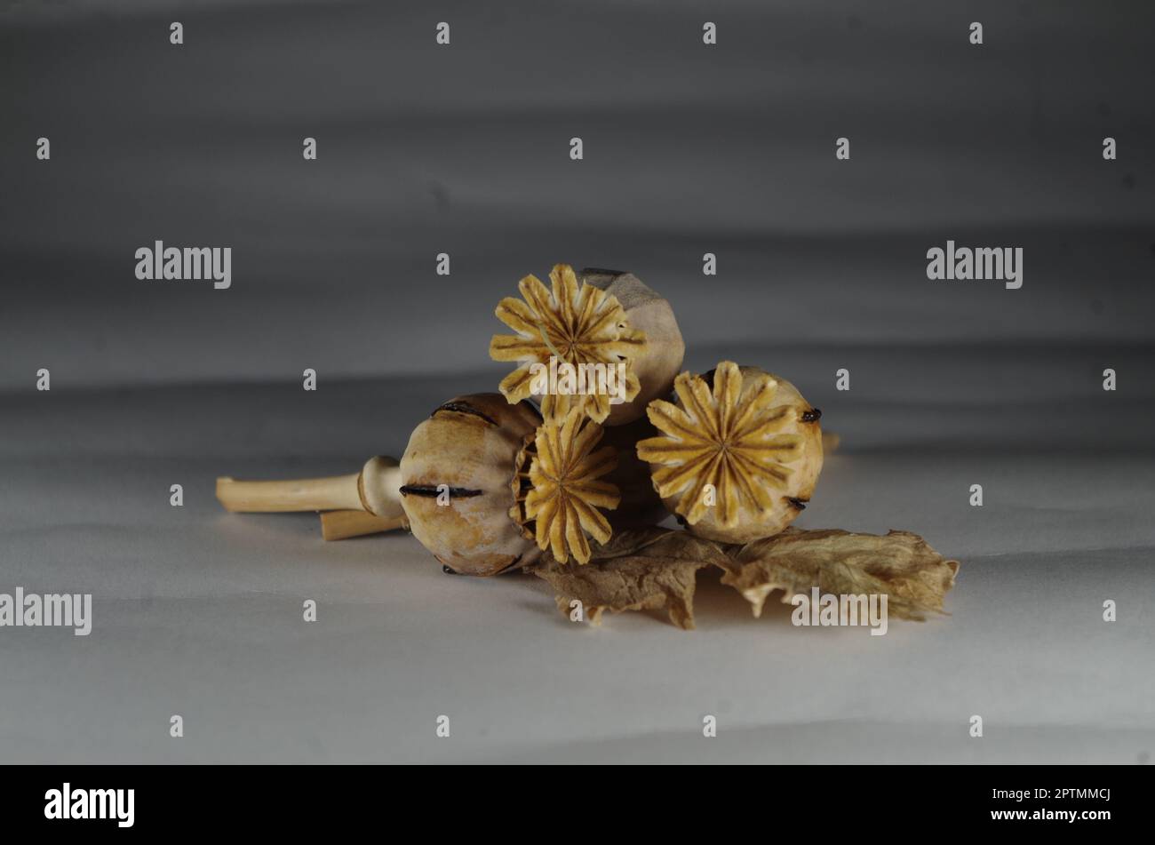 Poppy capsules of withered poppy hi-res stock photography and images ...
