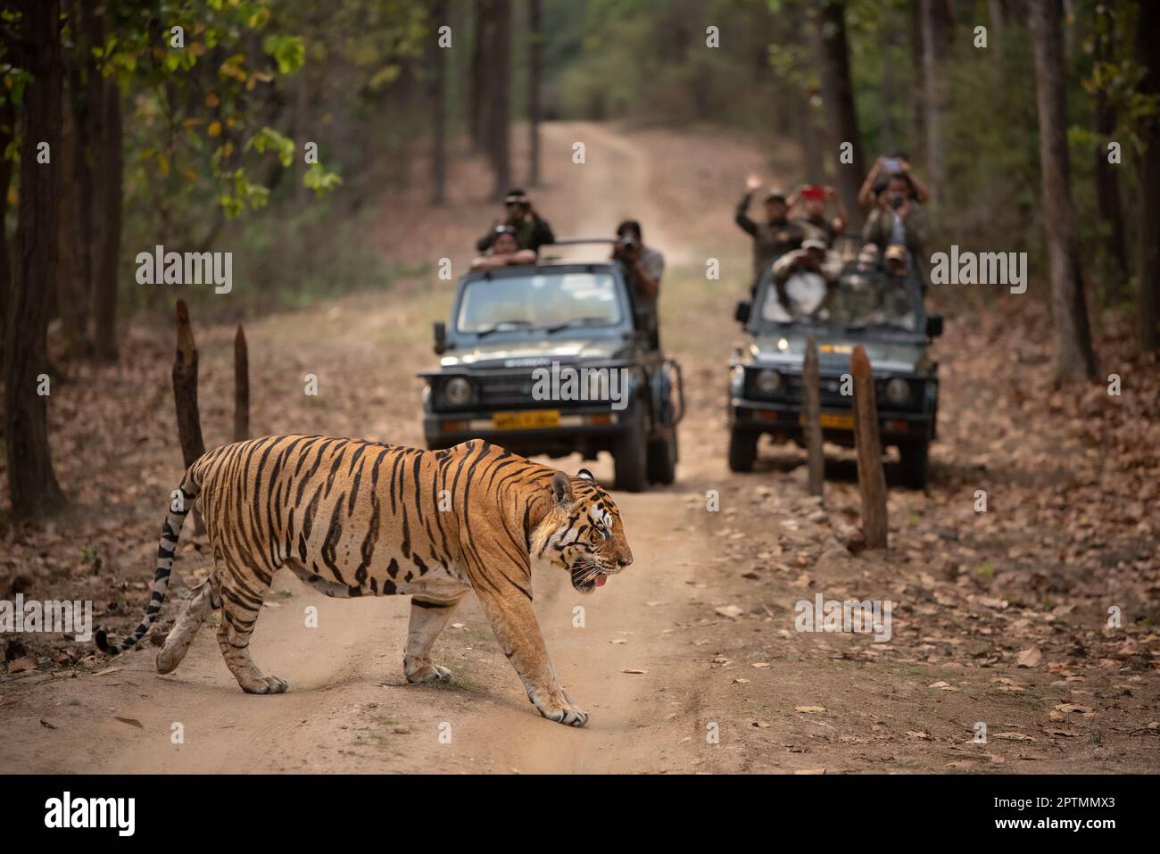 THESE images of an overweight tiger struggling to cross the road and ...