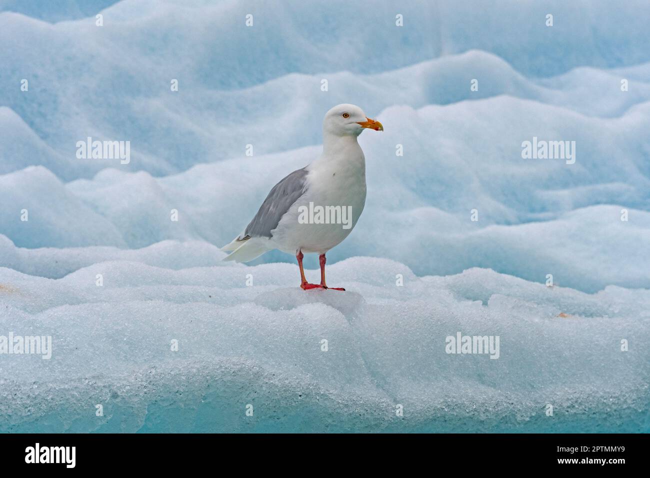 Glaucous Gull on an Iceberg at Lilliehookfjorden in the Svalbard ...