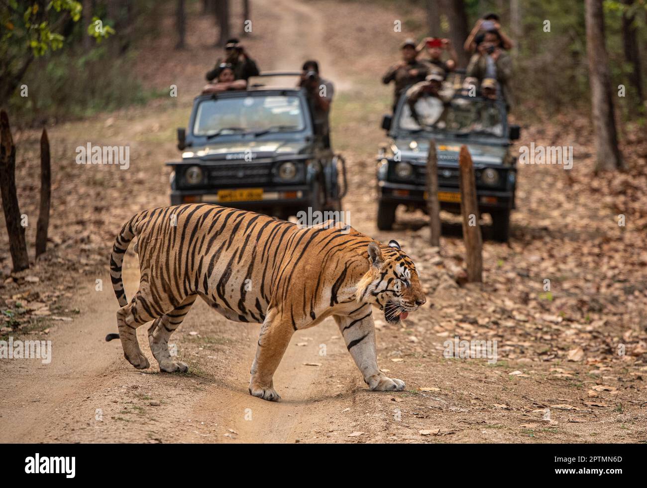THESE images of an overweight tiger struggling to cross the road and ...