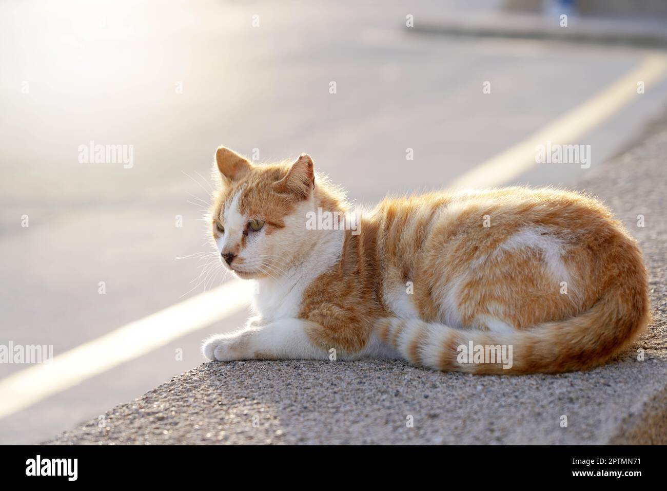 Reddish cat on low wall on the side of the road on sunset Stock Photo ...
