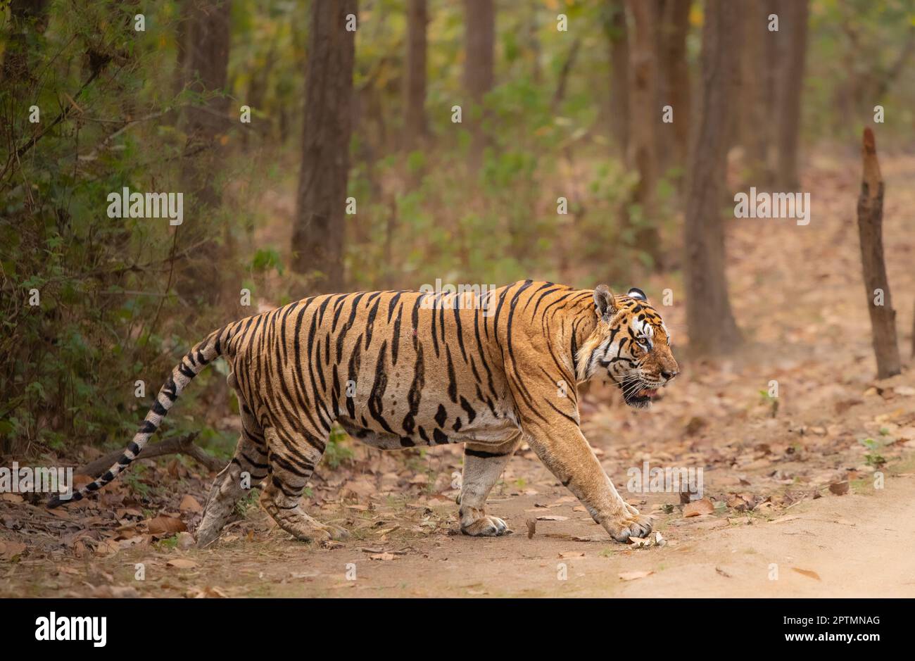 THESE images of an overweight tiger struggling to cross the road and ...
