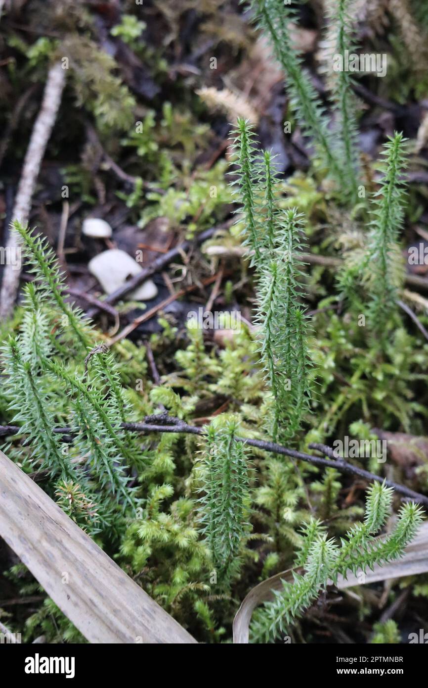 Creeping club moss hi-res stock photography and images - Alamy